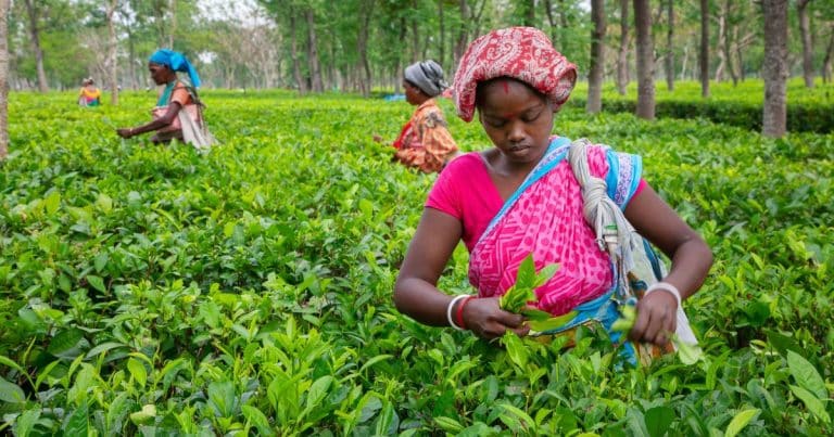 AGRISETA 2026 Plant Production Learnership (NQF Level 2–4): Step-by ...